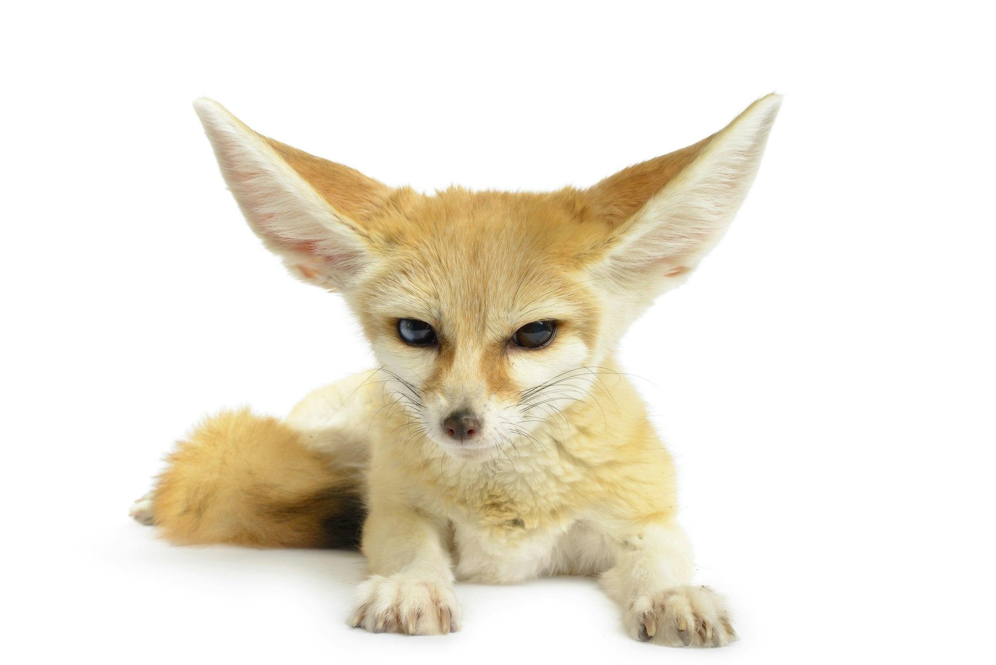 Pourquoi appelle-t-on les Algériens "les Fennecs"